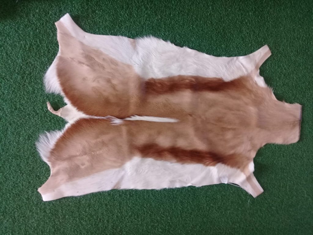 Springbok Skin – Royalty Hides Decor