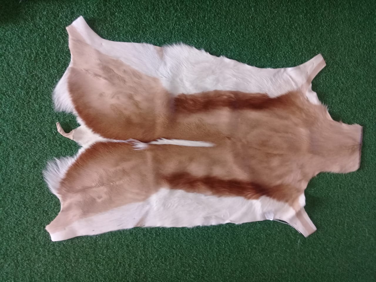 Springbok Skin – Royalty Hides Decor